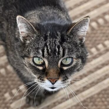 Körbchen gesucht – Kater Oscar vom Katzenschutzverein